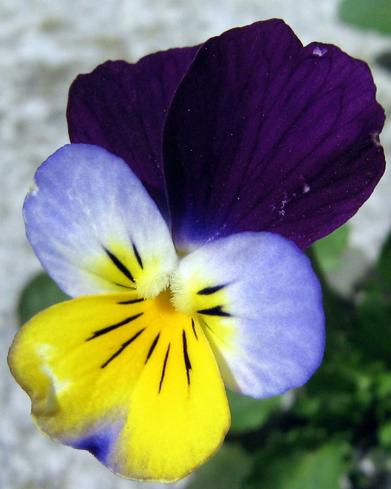Viola Tricolor Helen Mount | Johnny Jump Up | Heartsease | 200_Seeds