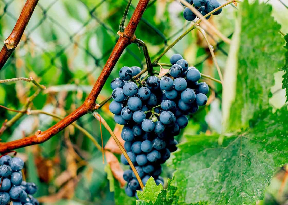 Yunaksea 2 Concord Grape Vine 4 to 6 Inc Tall, Seedless Grape Plants Live for Planting Outdoors, Live Grape Trees Sweet Fruits