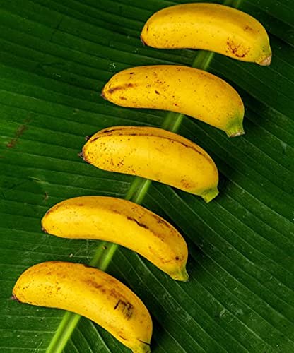Yunaksea Tiny Banana Tree, Dwarf Banana Plant Live Ornament Garden 5 to 7 Inches, As shown on title