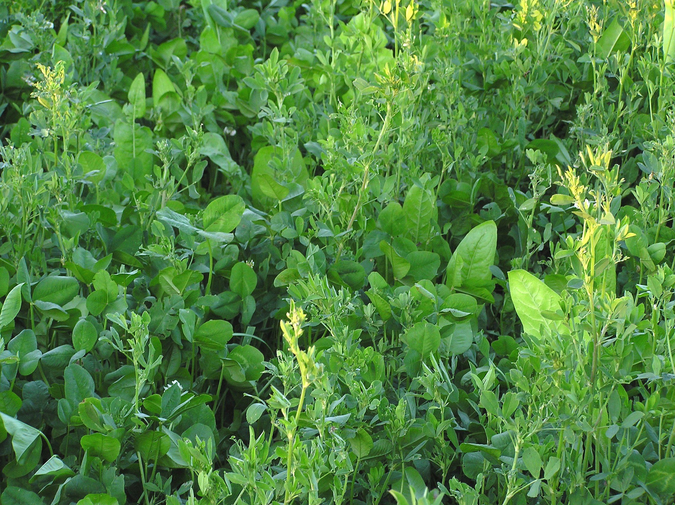 Whitetail Institute Alfa-Rack Plus Deer Food Plot Seed, Perennial Blend of Deep-Root Forages That Thrive on Hilltops and Hillsides, Highly Nutritious and Attractive to Deer, 16.5 lbs (1.25 acres)