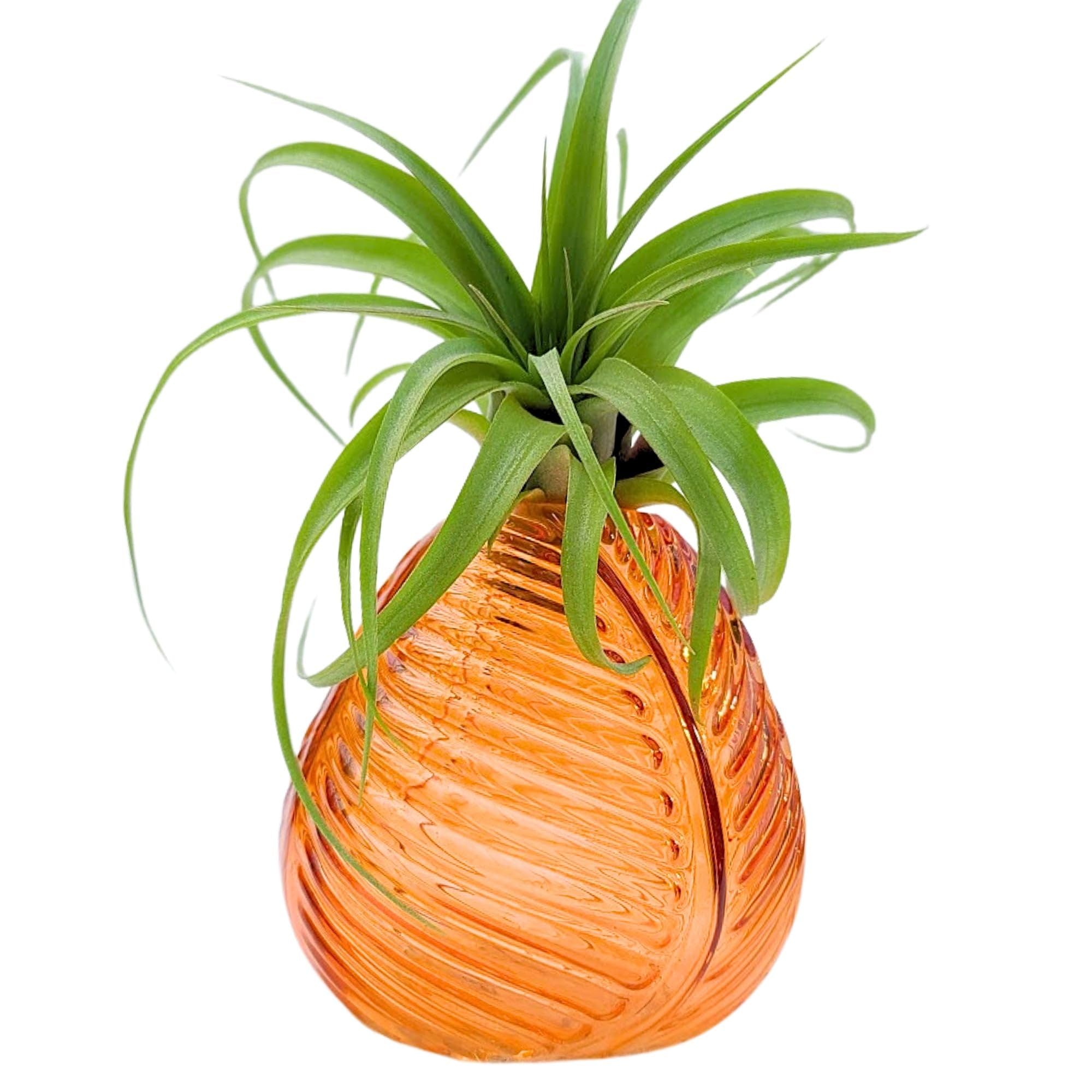 The Drunken Gnome Miniature Fall Gnome Tillandsia Air Plant Display Stand with Air Plant Airplants Included