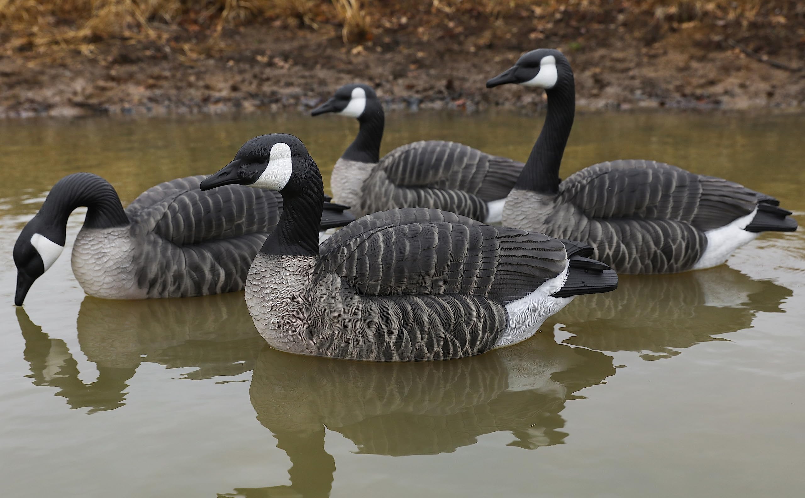 Ultralight 100% HydroFoam Canada Goose 4 Pack - Light as a Feather - Lasts Forever