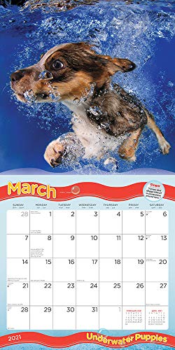 Underwater Puppies 2021 12 x 12 Inch Monthly Square Wall Calendar, Pet Humor Puppy