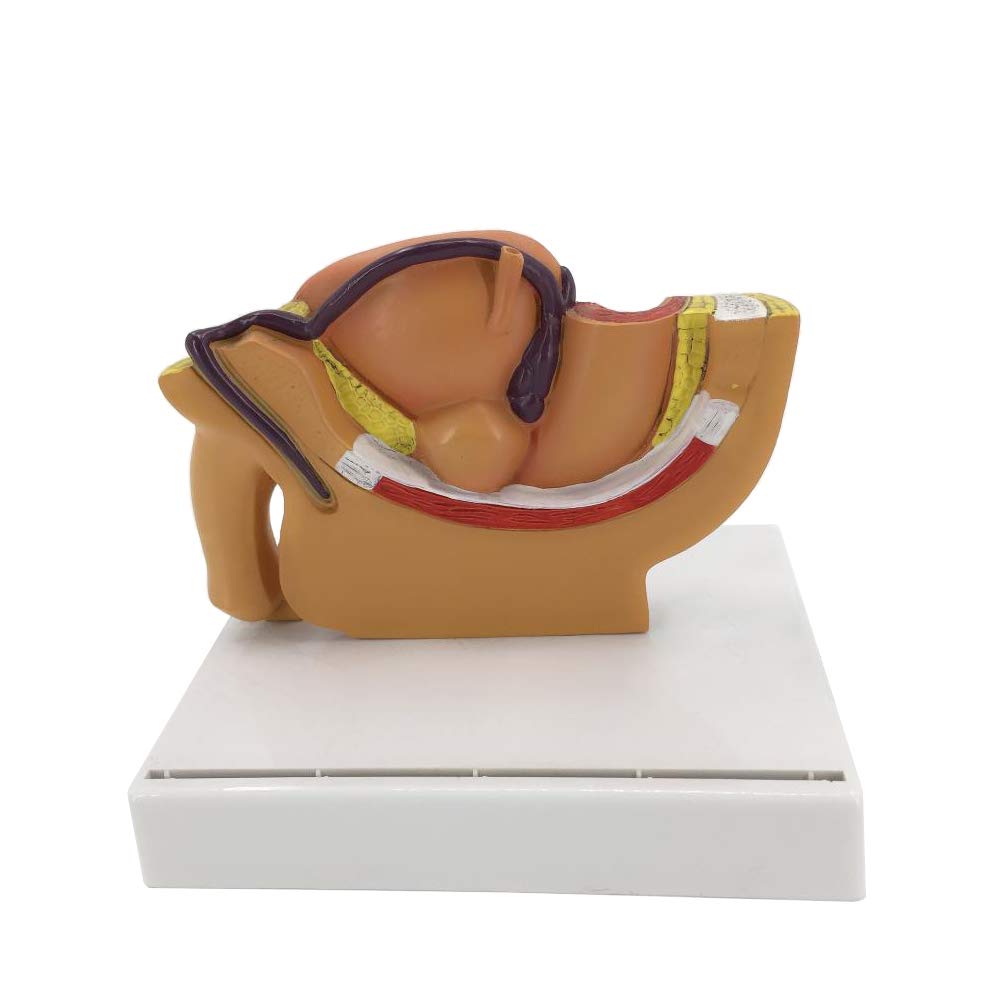 TDOUBEAUTY Professional Human Reproductive System of Male Penis and Genital System Model with Prostate β1 Part 1/2 Life-Size Anatomical Model