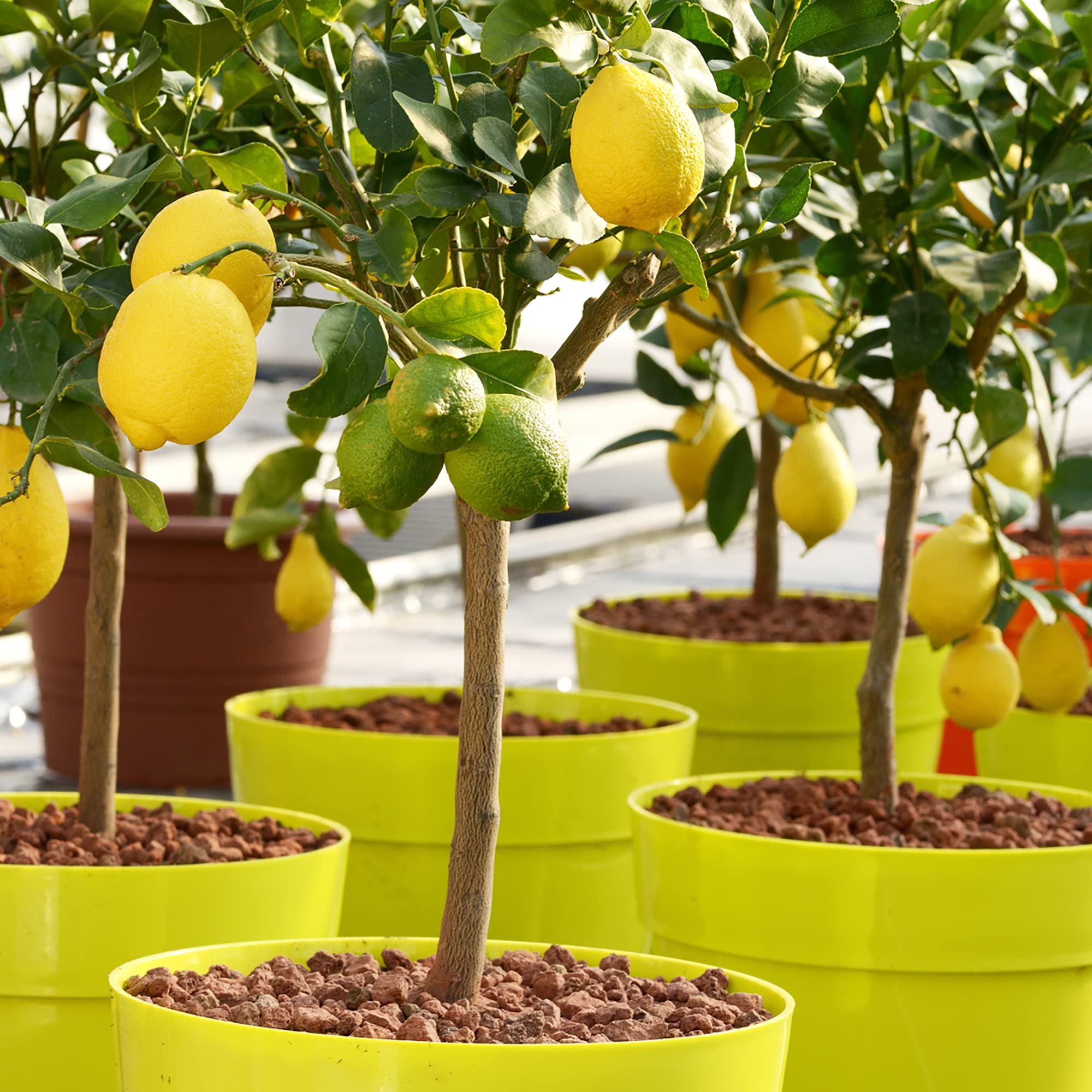 YEGAOL Garden Dwarf Lemon Tree Seeds 50Pcs Fruit Seeds Non-GMO Organic Self-Pollinating Fragrant Indoor Balcony Potted Plant