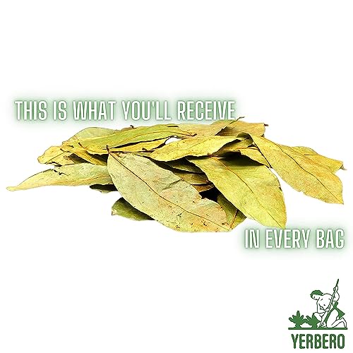 Yerbero - Whole Dried Graviola Soursop Leaves (4 oz - 330+ Leaves Per Bag) Hoja De Guanabana, 100% All Natural Delicious Fresh Tea | From Mexico | Premium Wildcrafted Quality.