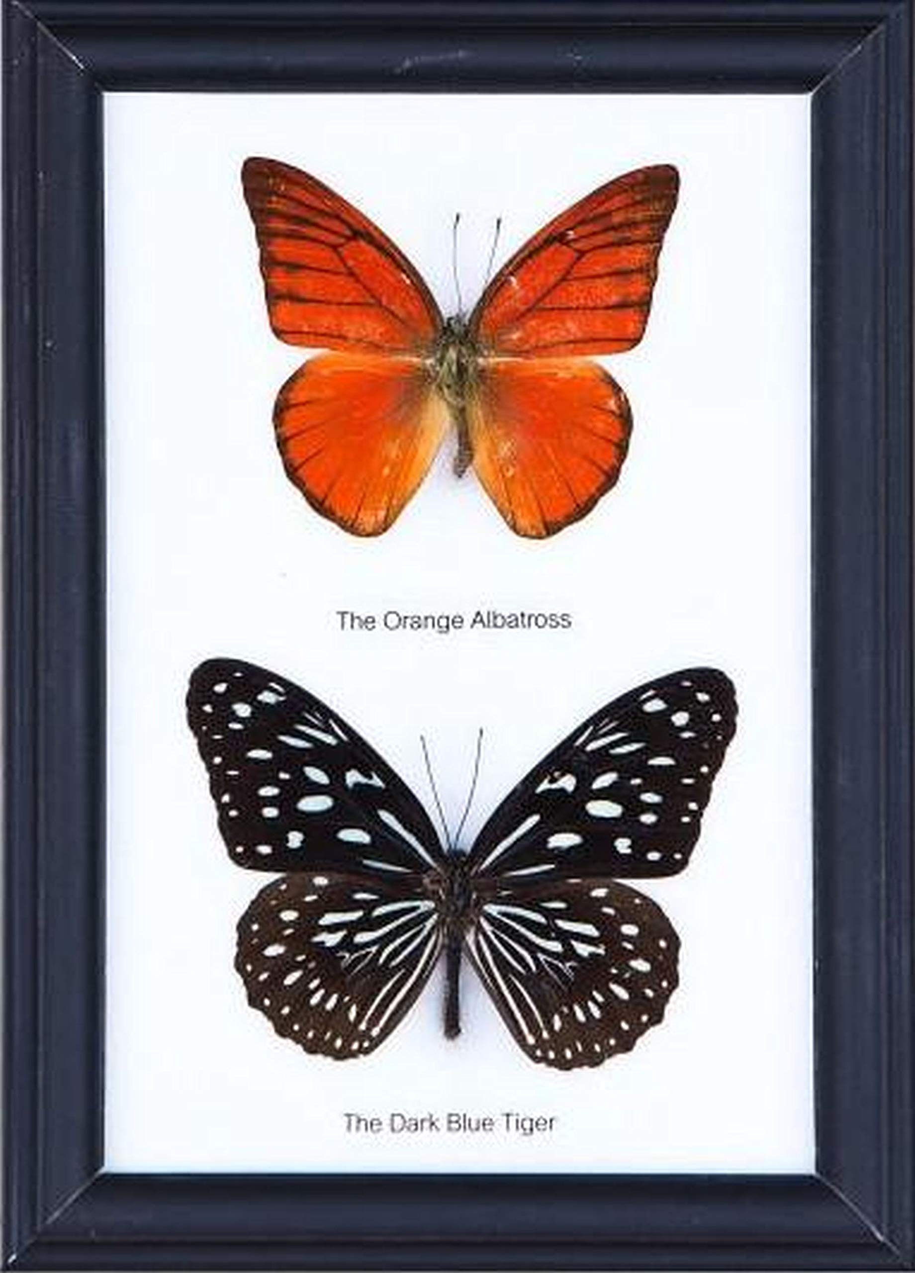 Two Real Framed Butterflies | Every Display Frame is Unique | Ethical Taxidermy Art | 7 x 5 in.