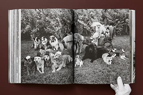 The Golden Retriever Photographic Society
