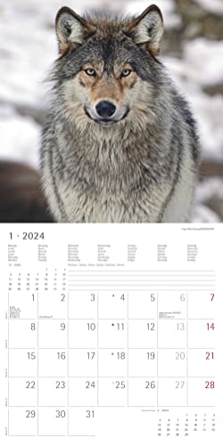 Wolves 2024 Brochure Calendar 30 x 30 cm (30 x 60 Open) Calendar with Space for Notes Wolves Picture Calendar Wall Planner Alpha Edition