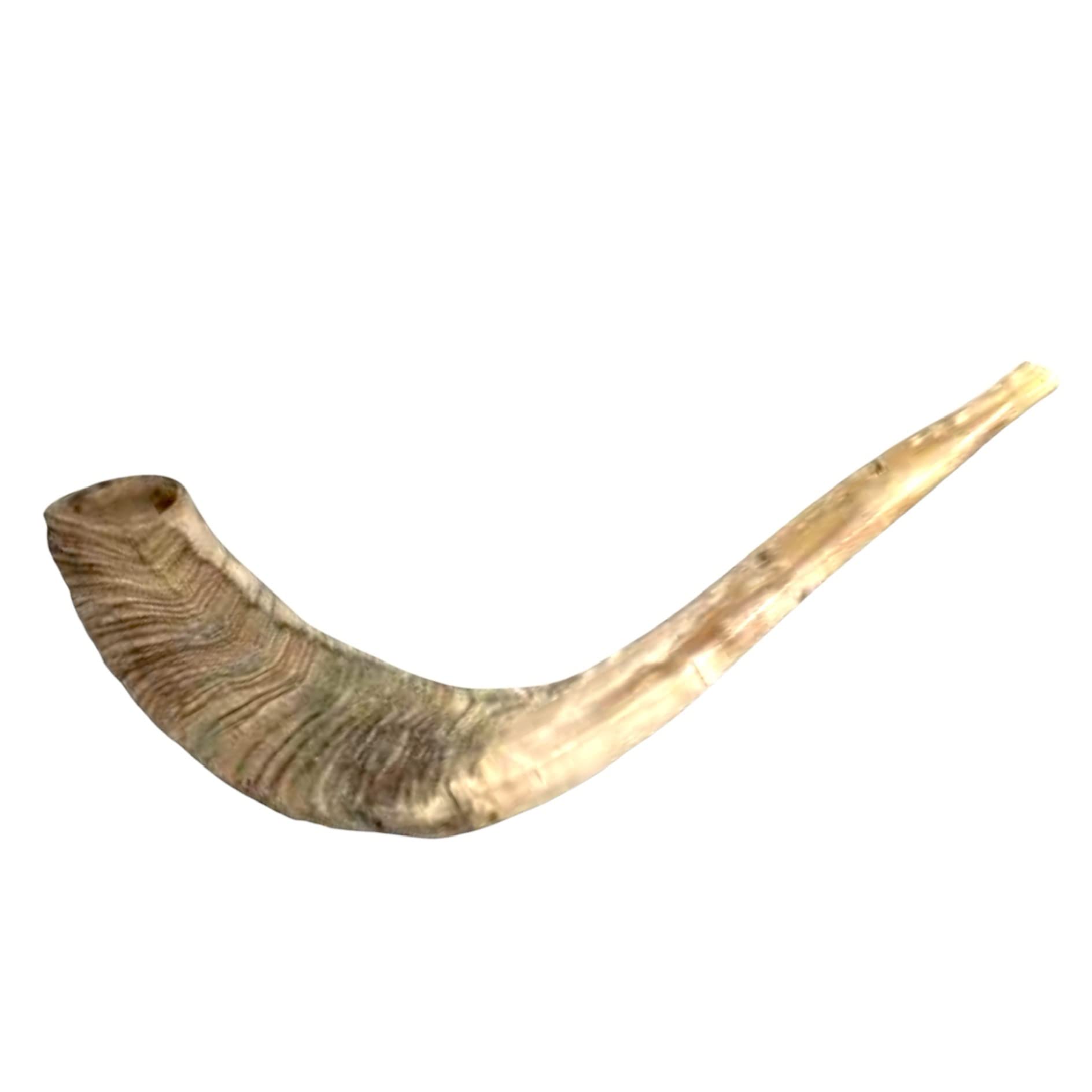 Traditional KOSHER Shofar From Israel 10" - 12": ODORLESS Ram’s Horn Shofar | Smooth Mouthpiece for Easy Blowing Ancient Jewish Musical Instrument (10-12)