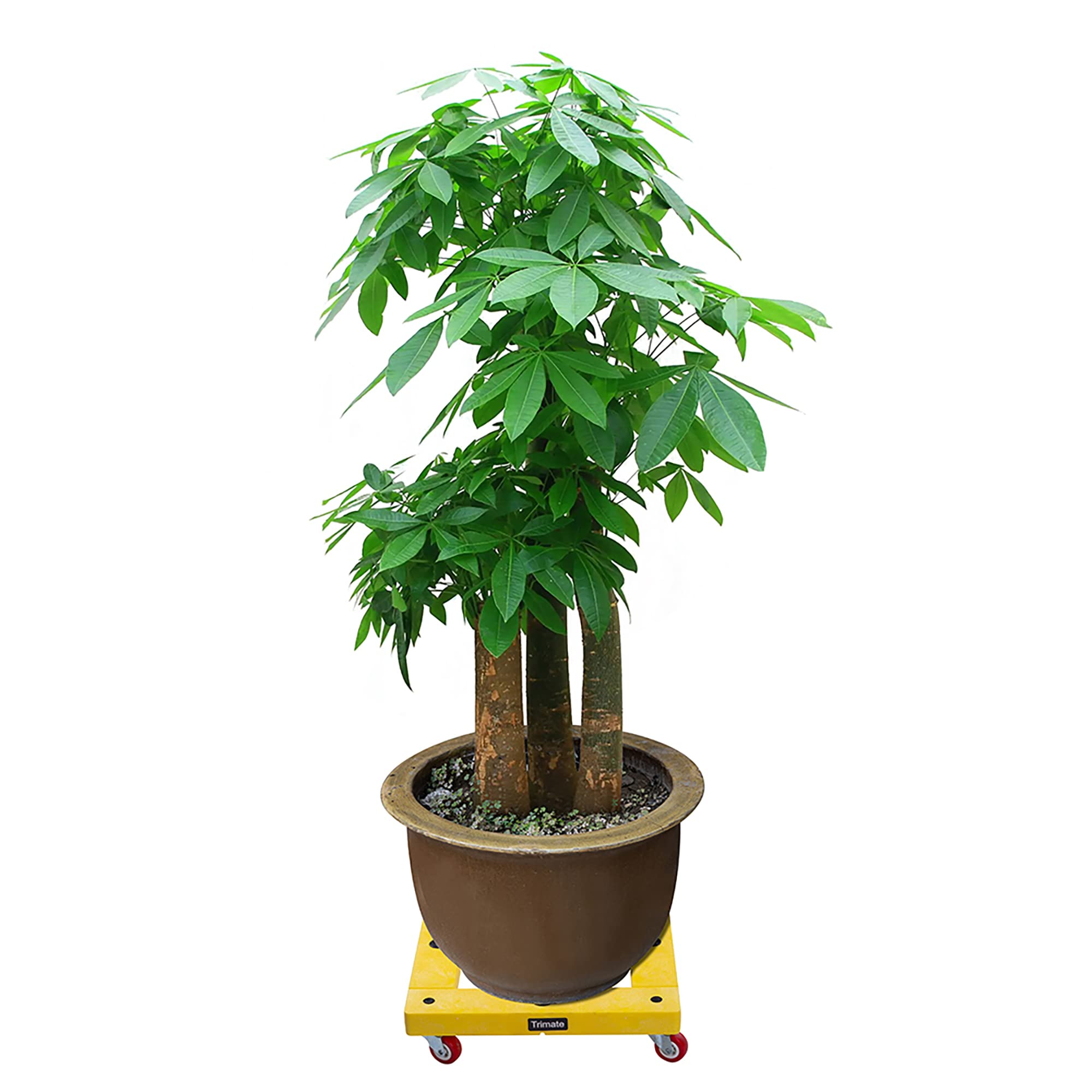 trimate KD Furniture Dolly, 300Lbs, Square: 16βx16β, Multicolor
