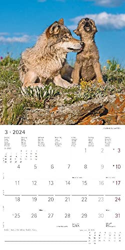 Wolves 2024 Brochure Calendar 30 x 30 cm (30 x 60 Open) Calendar with Space for Notes Wolves Picture Calendar Wall Planner Alpha Edition