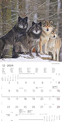 Wolves 2024 Brochure Calendar 30 x 30 cm (30 x 60 Open) Calendar with Space for Notes Wolves Picture Calendar Wall Planner Alpha Edition