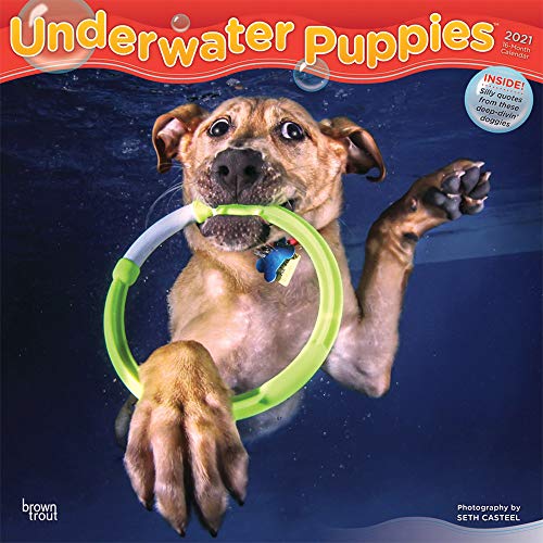 Underwater Puppies 2021 12 x 12 Inch Monthly Square Wall Calendar, Pet Humor Puppy