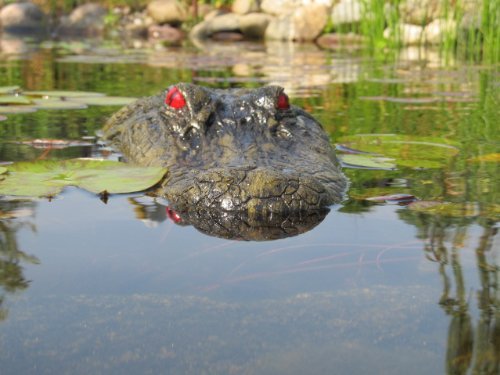 TJB-INC 22" Alligator Head Decoy & Pond Float with Reflective Eyes for Canada Geese & Blue Heron Control