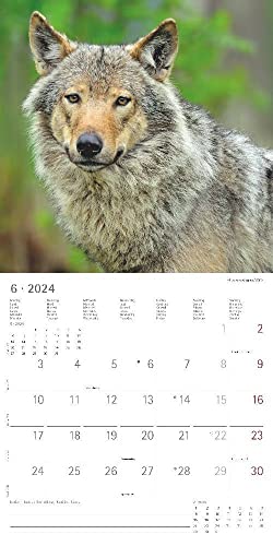 Wolves 2024 Brochure Calendar 30 x 30 cm (30 x 60 Open) Calendar with Space for Notes Wolves Picture Calendar Wall Planner Alpha Edition