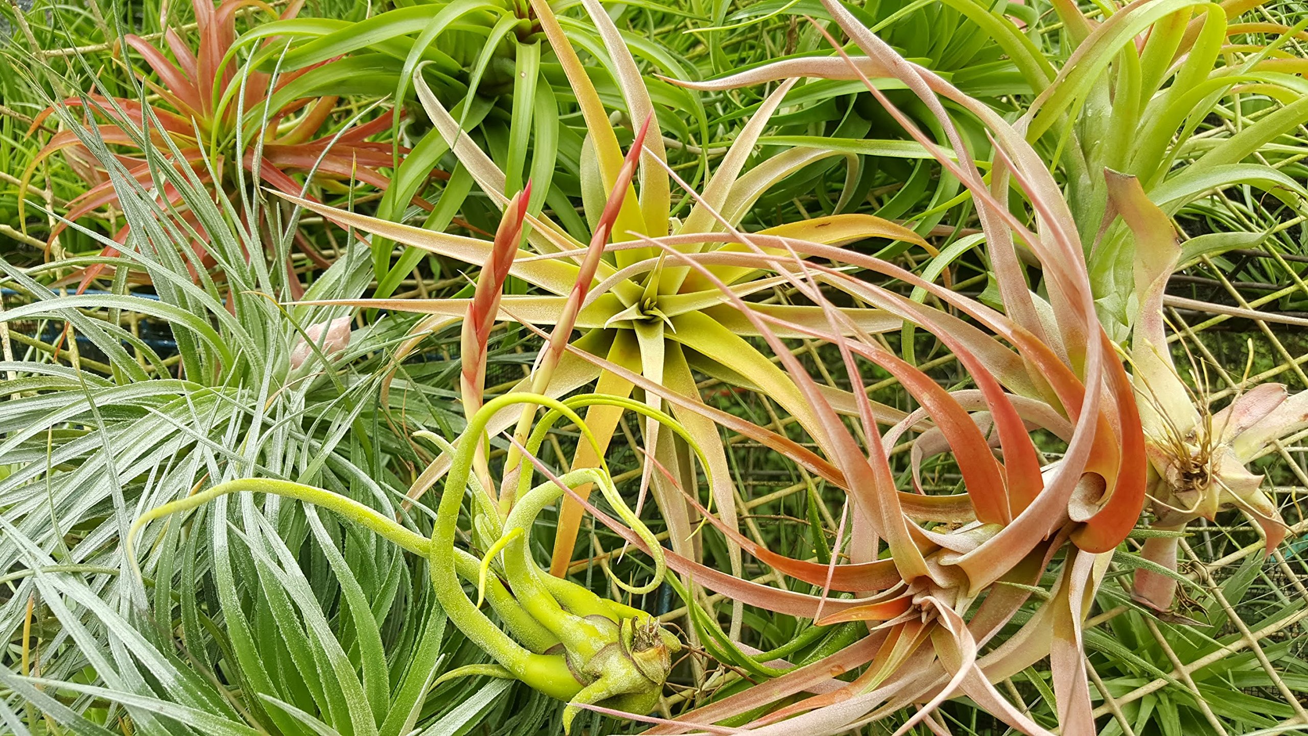 TDG The Drunken Gnome Tillandsia Air Plants Assorted Variety Pack, 3 X-Large