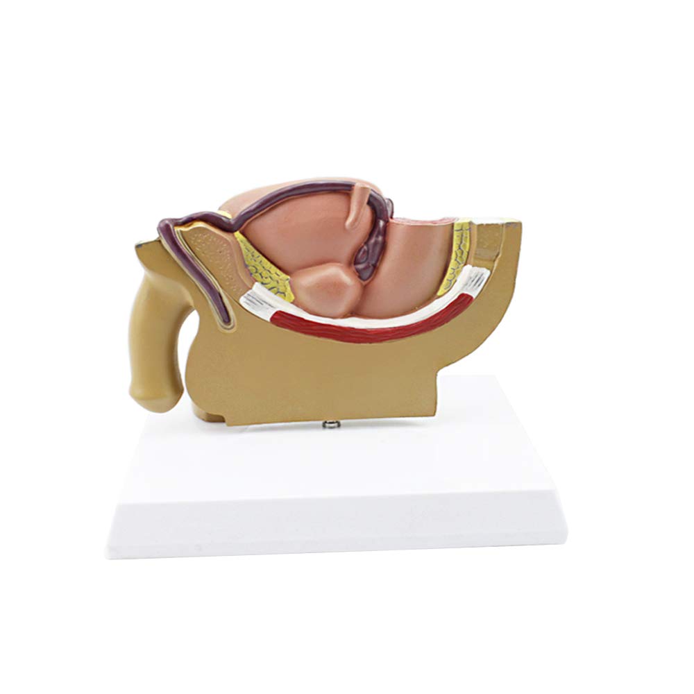 TDOUBEAUTY Professional Human Reproductive System of Male Penis and Genital System Model with Prostate β1 Part 1/2 Life-Size Anatomical Model