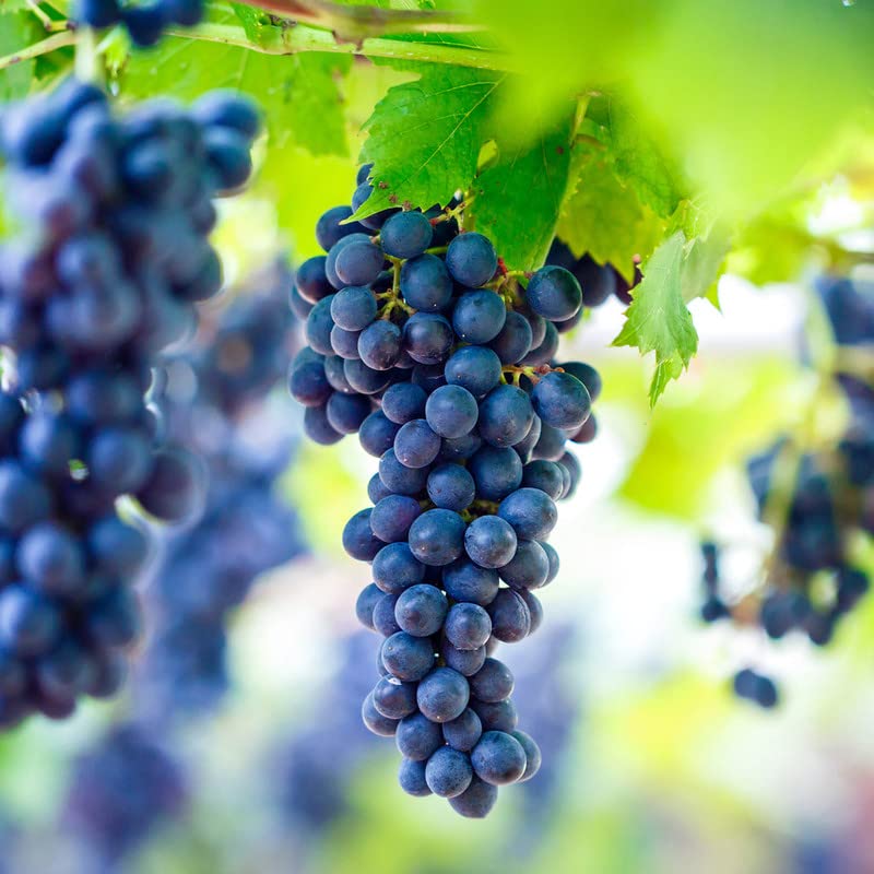 Yunaksea 2 Concord Grape Vine 4 to 6 Inc Tall, Seedless Grape Plants Live for Planting Outdoors, Live Grape Trees Sweet Fruits