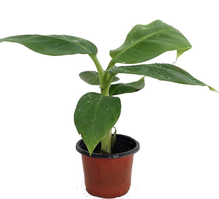 Yunaksea Tiny Banana Tree, Dwarf Banana Plant Live Ornament Garden 5 to 7 Inches, As shown on title