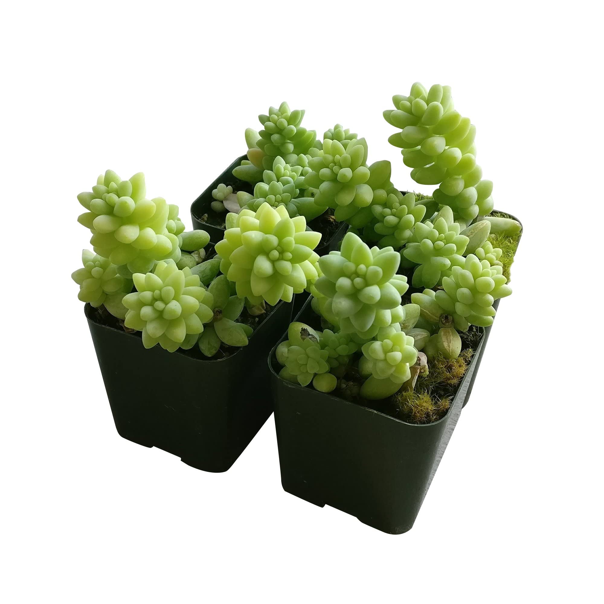 Succulents Box Sedum Burrito Donkey's Tail Succulent (2 inch)