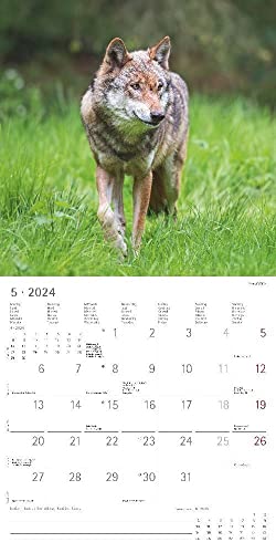 Wolves 2024 Brochure Calendar 30 x 30 cm (30 x 60 Open) Calendar with Space for Notes Wolves Picture Calendar Wall Planner Alpha Edition