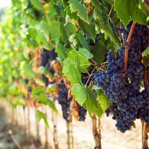 Yunaksea 2 Concord Grape Vine 4 to 6 Inc Tall, Seedless Grape Plants Live for Planting Outdoors, Live Grape Trees Sweet Fruits