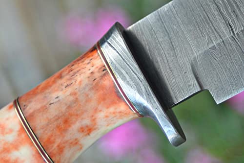 UK UNIQUE SHARP KNIVES BK-3004 Handmade Damascus Steel 12.00 Inches Damascus Steel Hunting Knife - Coloured Camel Bone Brass Spicer Handle With Damascus Gurd/pommel