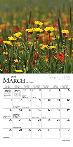 Wildflowers 2022 7 x 7 Inch Monthly Mini Wall Calendar, Flower Outdoor Plant