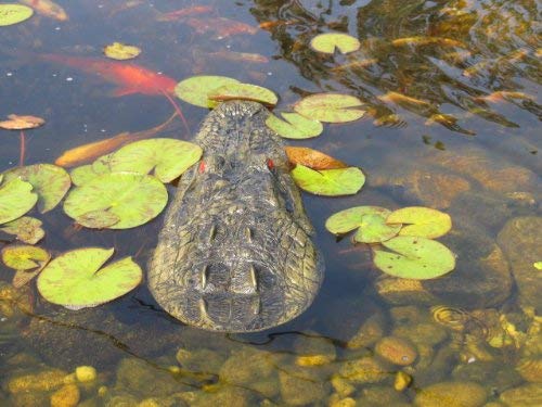 TJB-INC 22" Alligator Head Decoy & Pond Float with Reflective Eyes for Canada Geese & Blue Heron Control