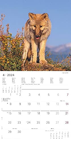 Wolves 2024 Brochure Calendar 30 x 30 cm (30 x 60 Open) Calendar with Space for Notes Wolves Picture Calendar Wall Planner Alpha Edition