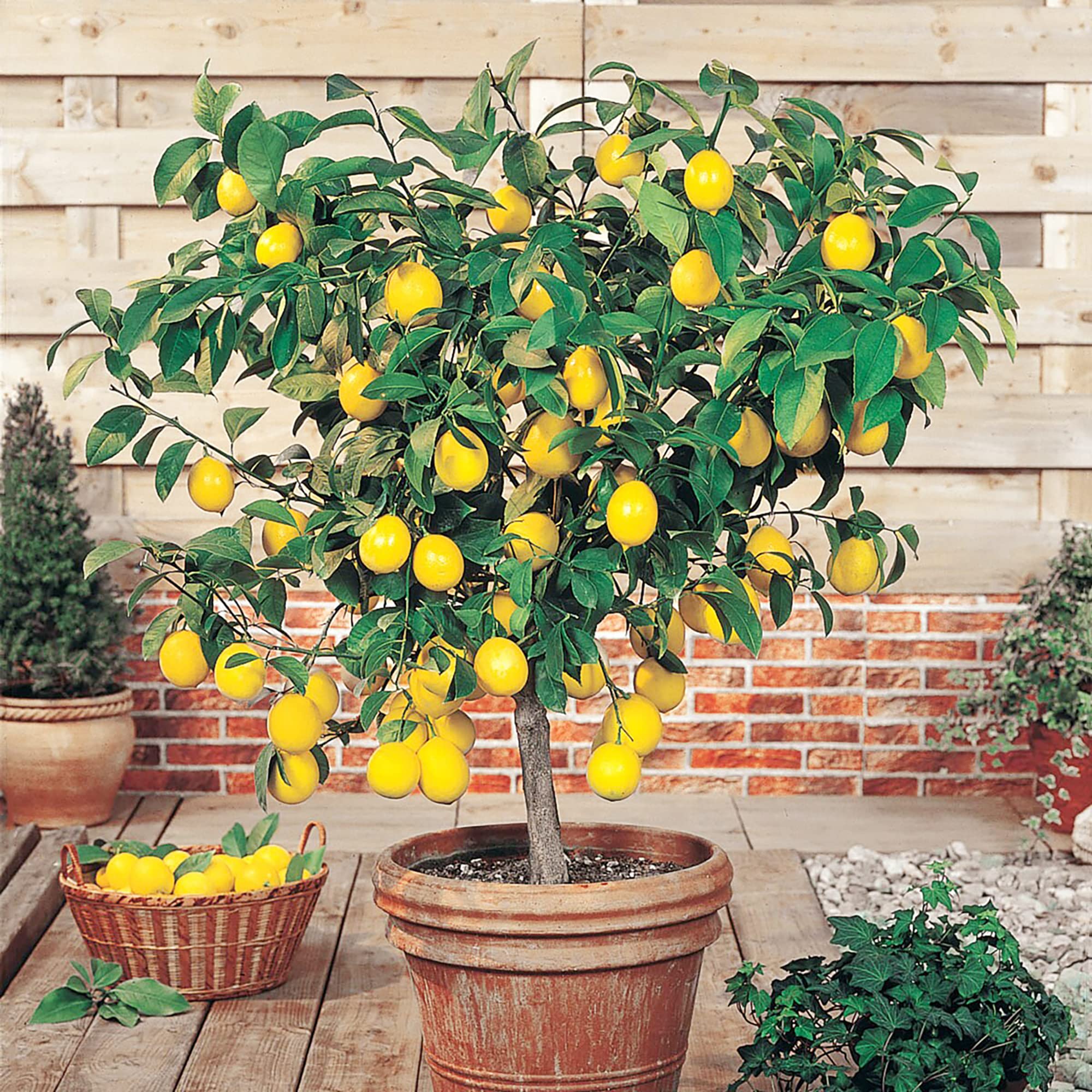YEGAOL Garden Dwarf Lemon Tree Seeds 50Pcs Fruit Seeds Non-GMO Organic Self-Pollinating Fragrant Indoor Balcony Potted Plant