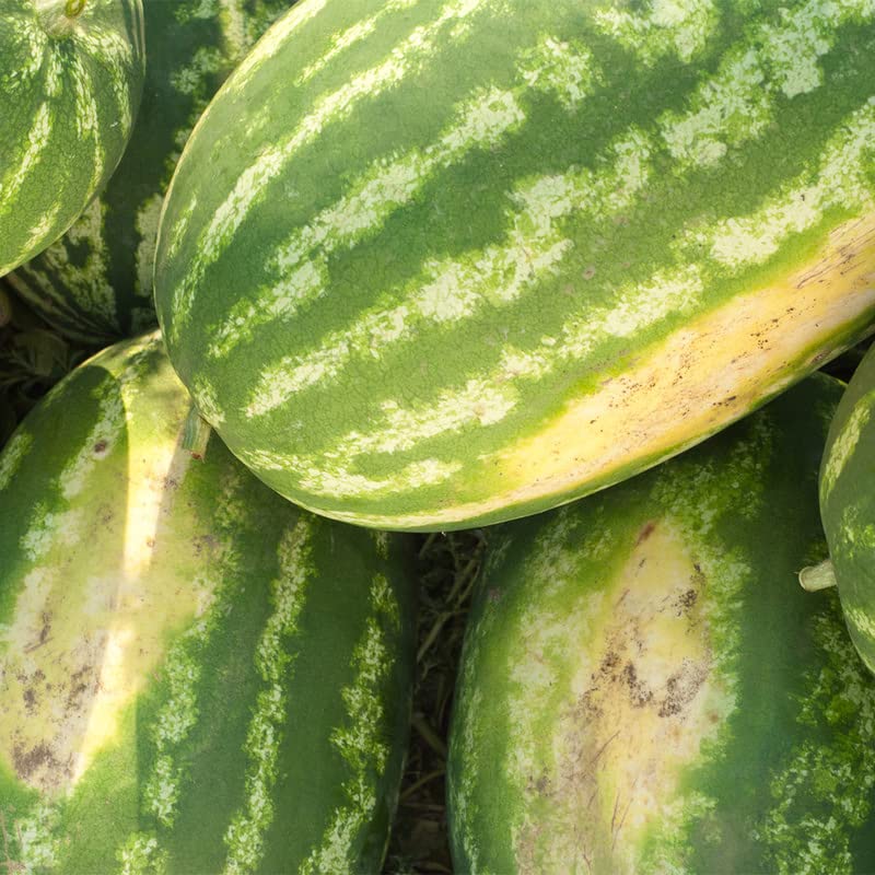 Watermelon-Congo (20 Seeds)