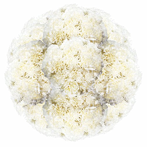 White Carnations- 100 Flower Delivery