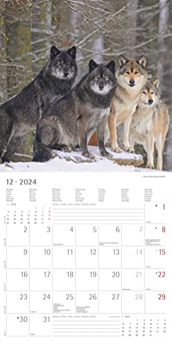 Wolves 2024 Brochure Calendar 30 x 30 cm (30 x 60 Open) Calendar with Space for Notes Wolves Picture Calendar Wall Planner Alpha Edition