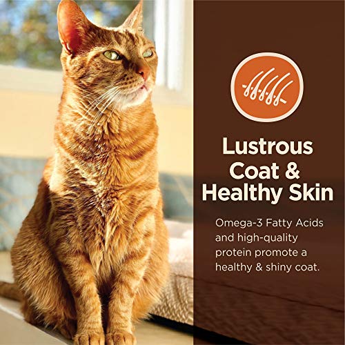 Wellness CORE Digestive Health Wholesome Grains Probiotic Coated High Protein Dry Cat Food, Chicken & Rice Dry Cat Food, 11 Pound Bag