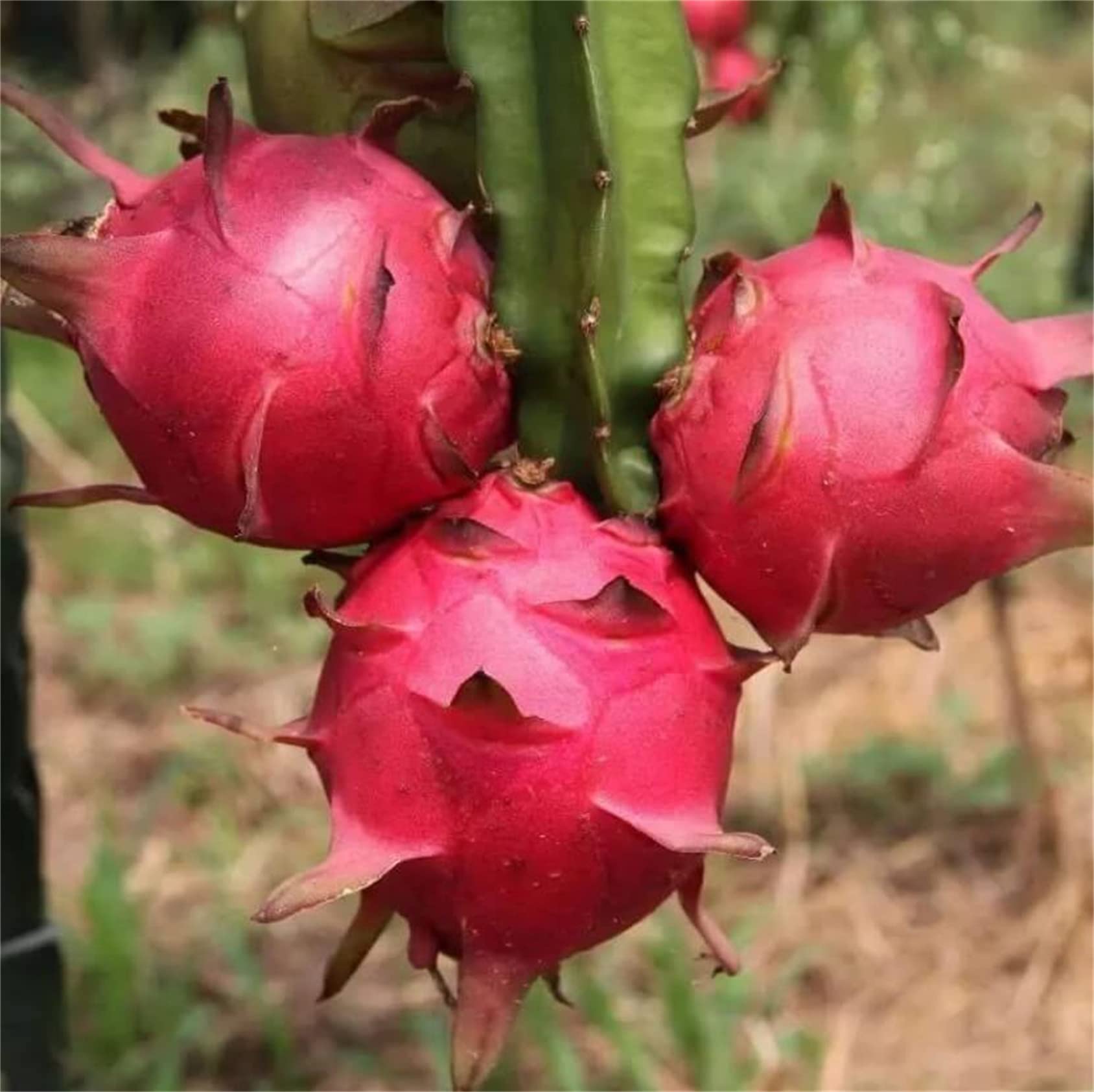 zcbang Natural Fruit Seeds Bonsai Pitaya Seeds Dwarf Dragon Fruit Seeds 100Pcs