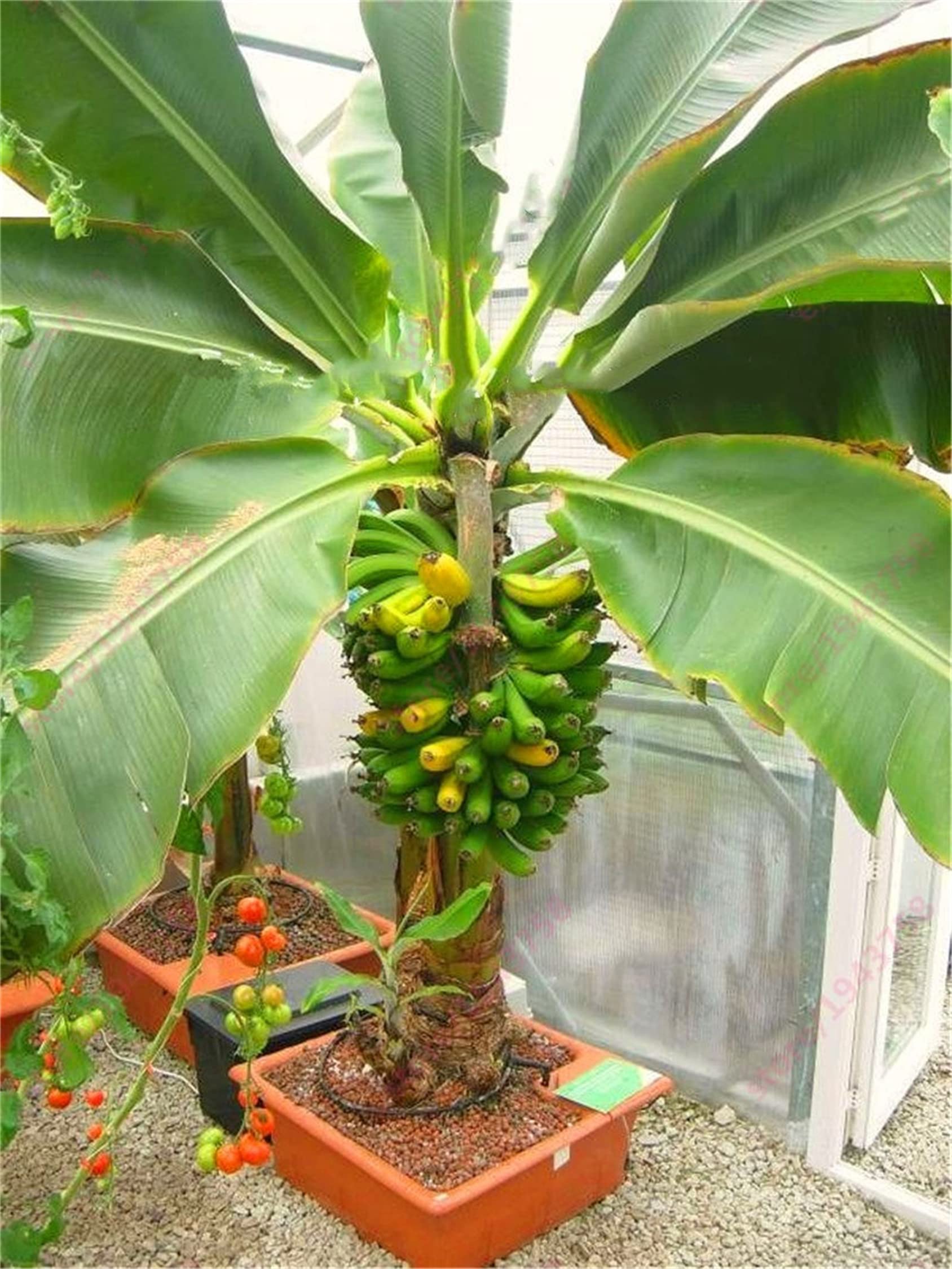 zcbang Natural Fruit Seeds Dwarf Banana Seeds 100Pcs