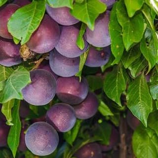 Tristar Plants - Santa Rosa Plum Tree - Sweet & Flavorful Fruit - 1 gallon trade Pot
