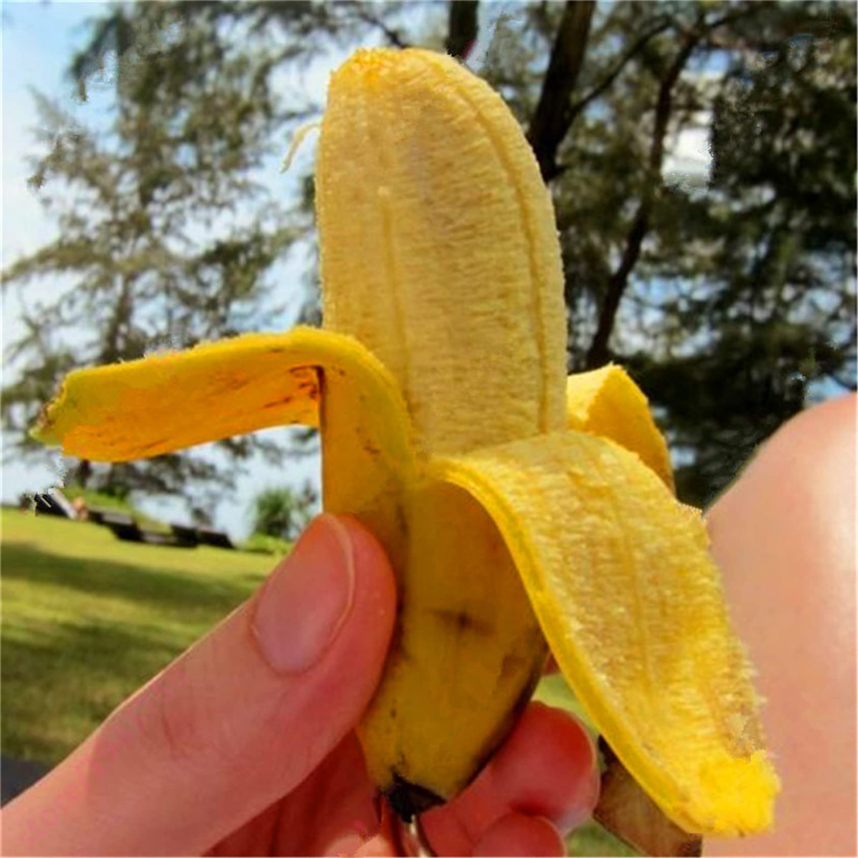 zcbang Natural Fruit Seeds Dwarf Banana Seeds 100Pcs