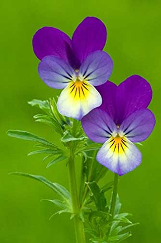 Viola Tricolor Helen Mount | Johnny Jump Up | Heartsease | 200_Seeds