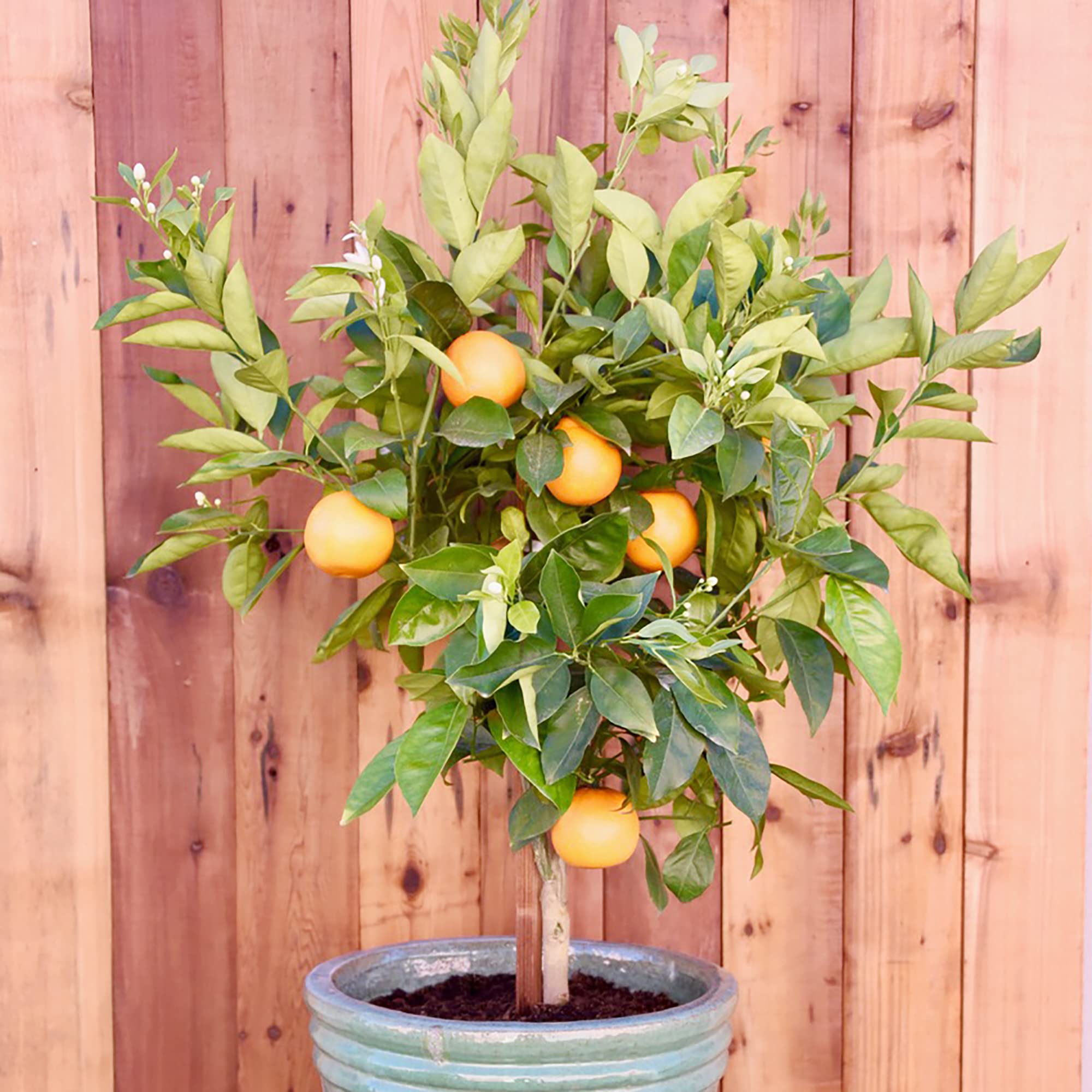 YEGAOL Garden 30Pcs Dwarf Washington Navel Orange Tree Seeds Non-GMO Fragrant Sweet Juicy Fruit Seeds Container Home Garden