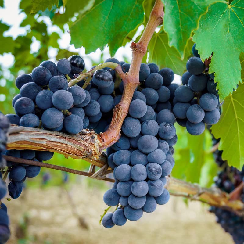 Yunaksea 2 Concord Grape Vine 4 to 6 Inc Tall, Seedless Grape Plants Live for Planting Outdoors, Live Grape Trees Sweet Fruits