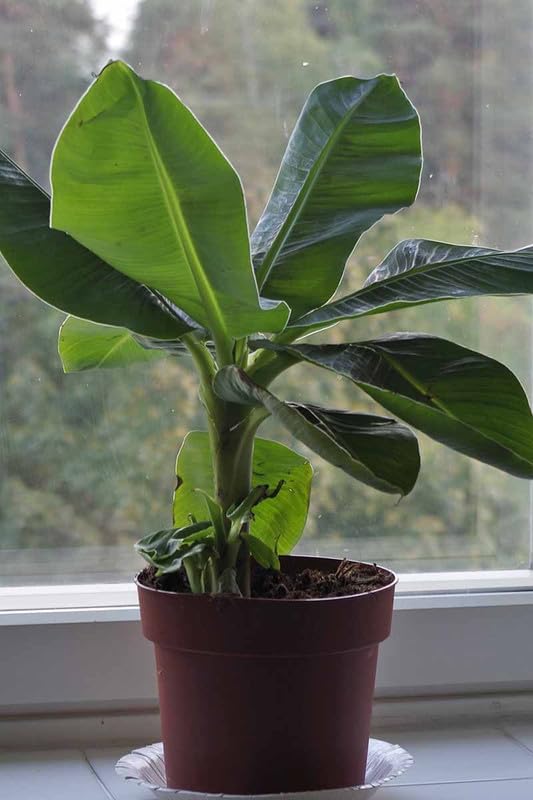 Yunaksea Tiny Banana Tree, Dwarf Banana Plant Live Ornament Garden 5 to 7 Inches, As shown on title