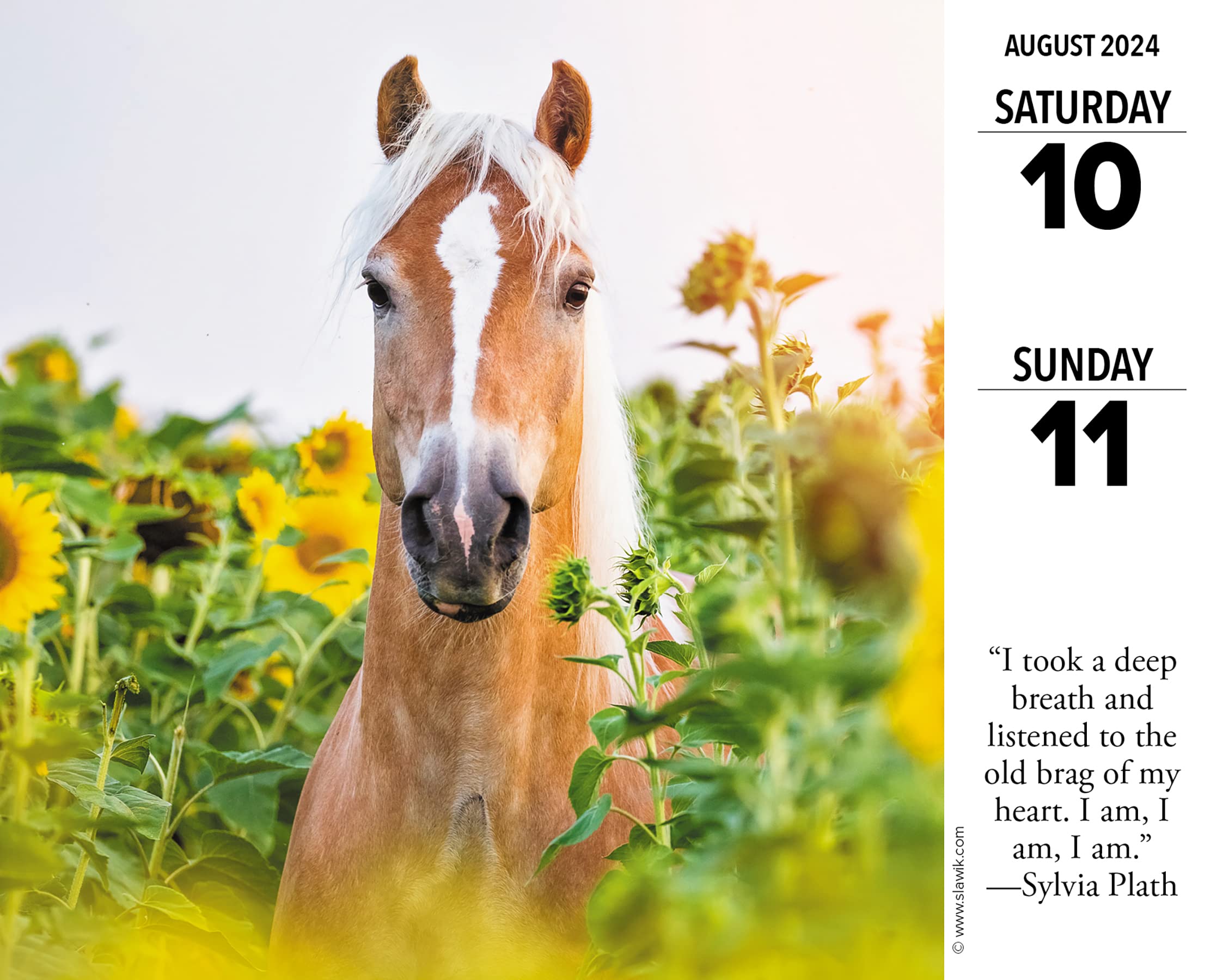 Willow Creek Press What Horses Teach Us Daily 2024 Box/Desk Calendar (5.86" x 4.72")