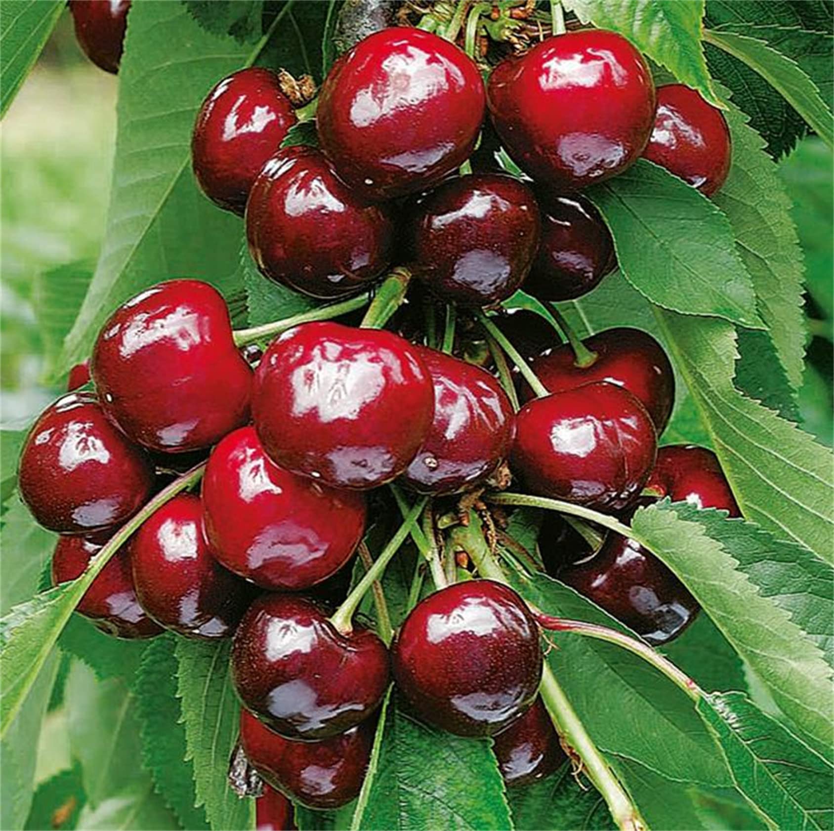 zcbang Natural Fruit Seeds Red Cherry Seeds Dwarf Fruit Tree 20Pcs