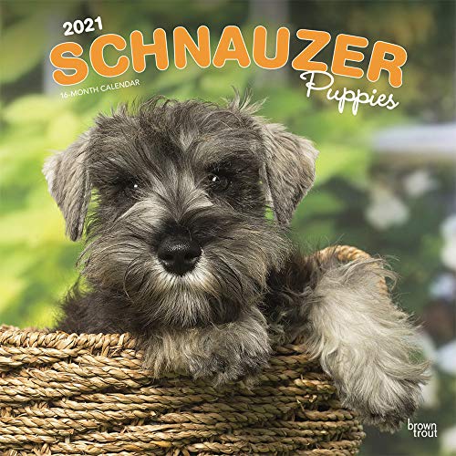 Schnauzer Puppies 2021 Calendar