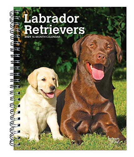 Labrador Retrievers 2021 Calendar