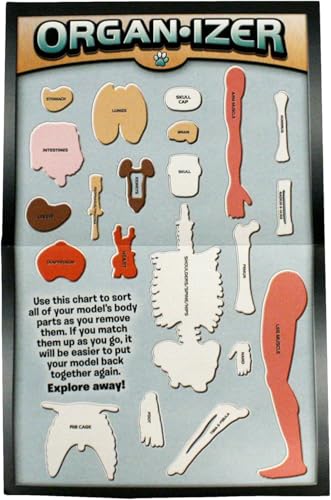 SMARTLAB Toys Squishy Human Body with 21 Removable Body Parts with Anatomy Book