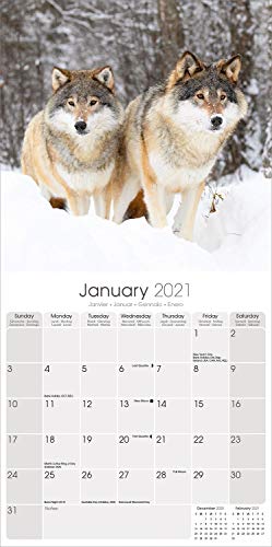 Wolf Calendar - Wolves Calendar - Calendars 2020 - 2021 Wall Calendars - Animal Calendar - Wolves 16 Month Wall Calendar by Avonside